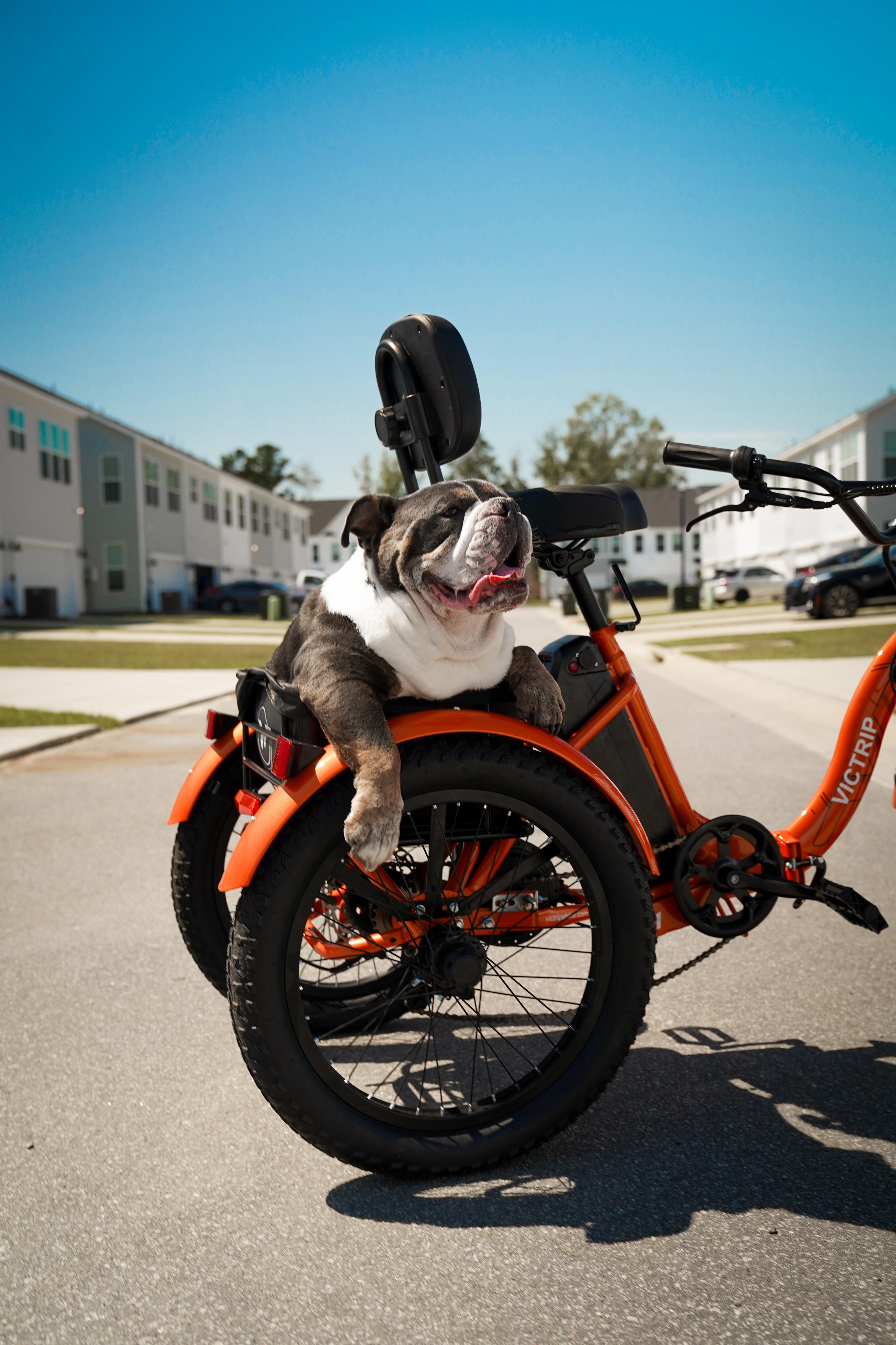 E-Trike Lifestyle: Dogs, Comfort, and Fun